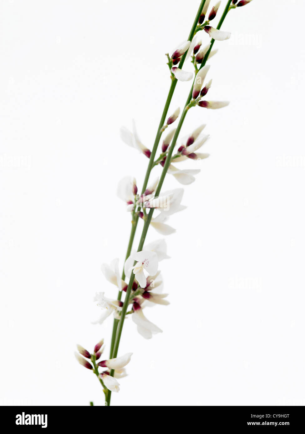 Genista Monosperma, weiße Ginster auf Stielen vor einem weißen ...