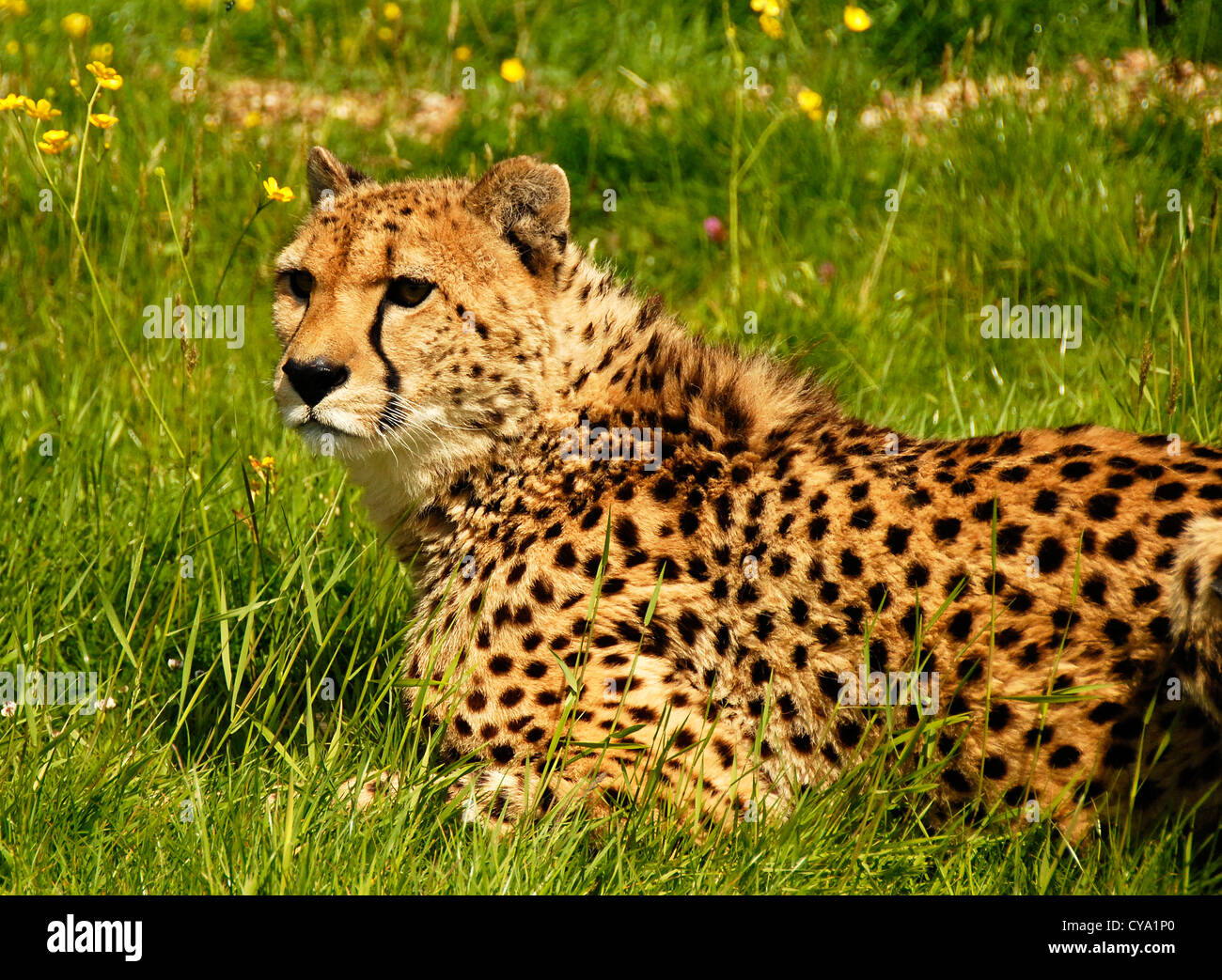 Junger sudan gepard -Fotos und -Bildmaterial in hoher Auflösung – Alamy