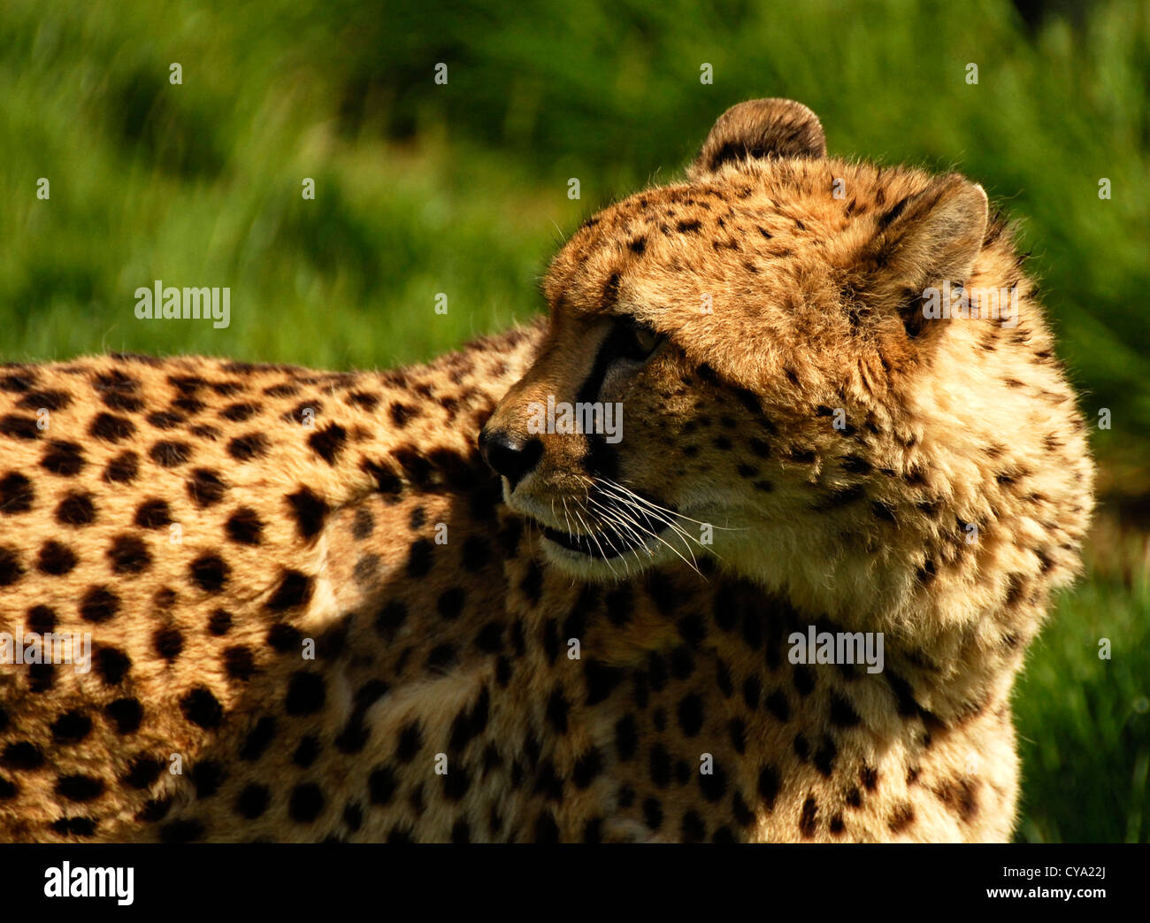 Junger sudan gepard -Fotos und -Bildmaterial in hoher Auflösung – Alamy