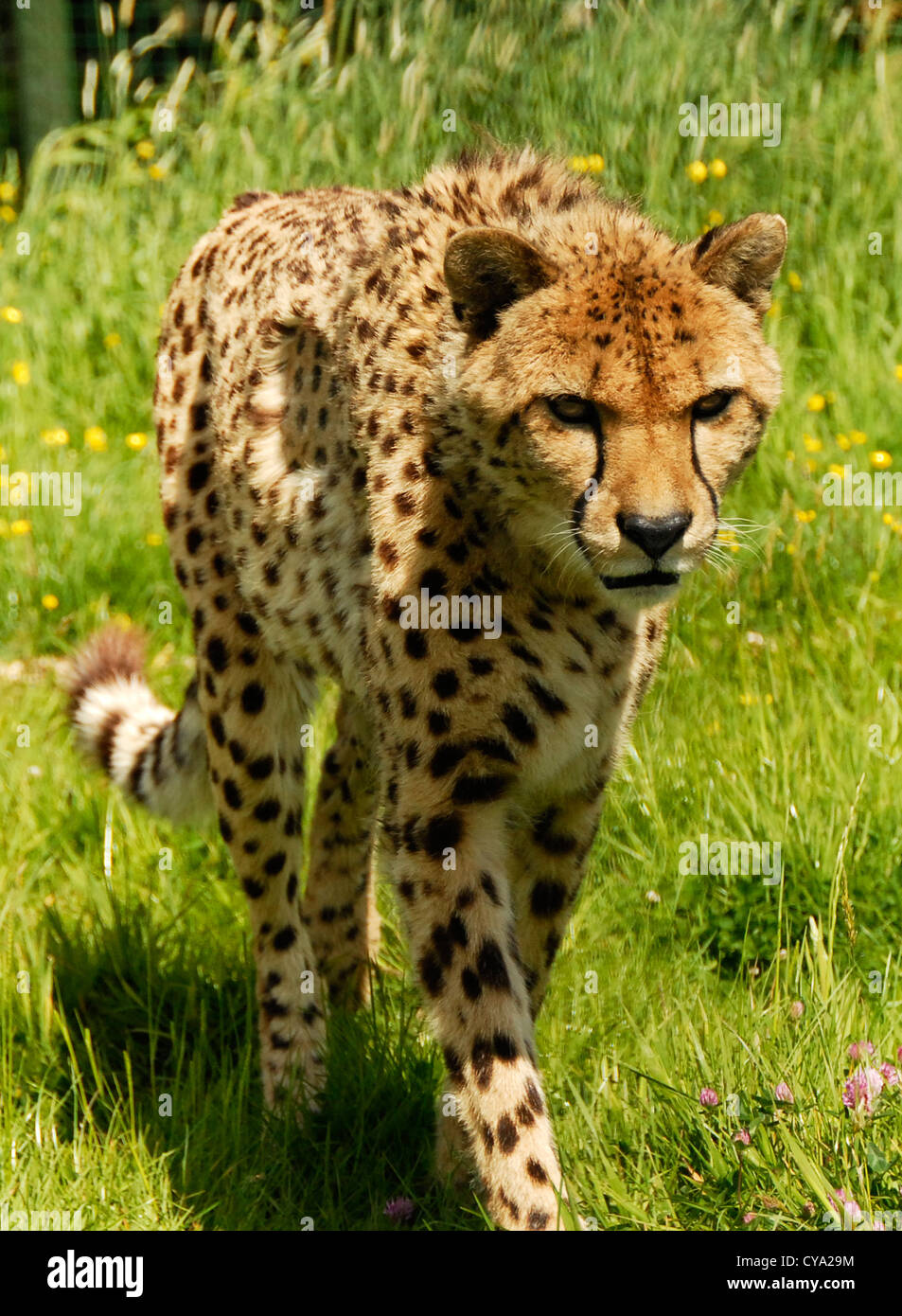 Junger sudan gepard -Fotos und -Bildmaterial in hoher Auflösung – Alamy