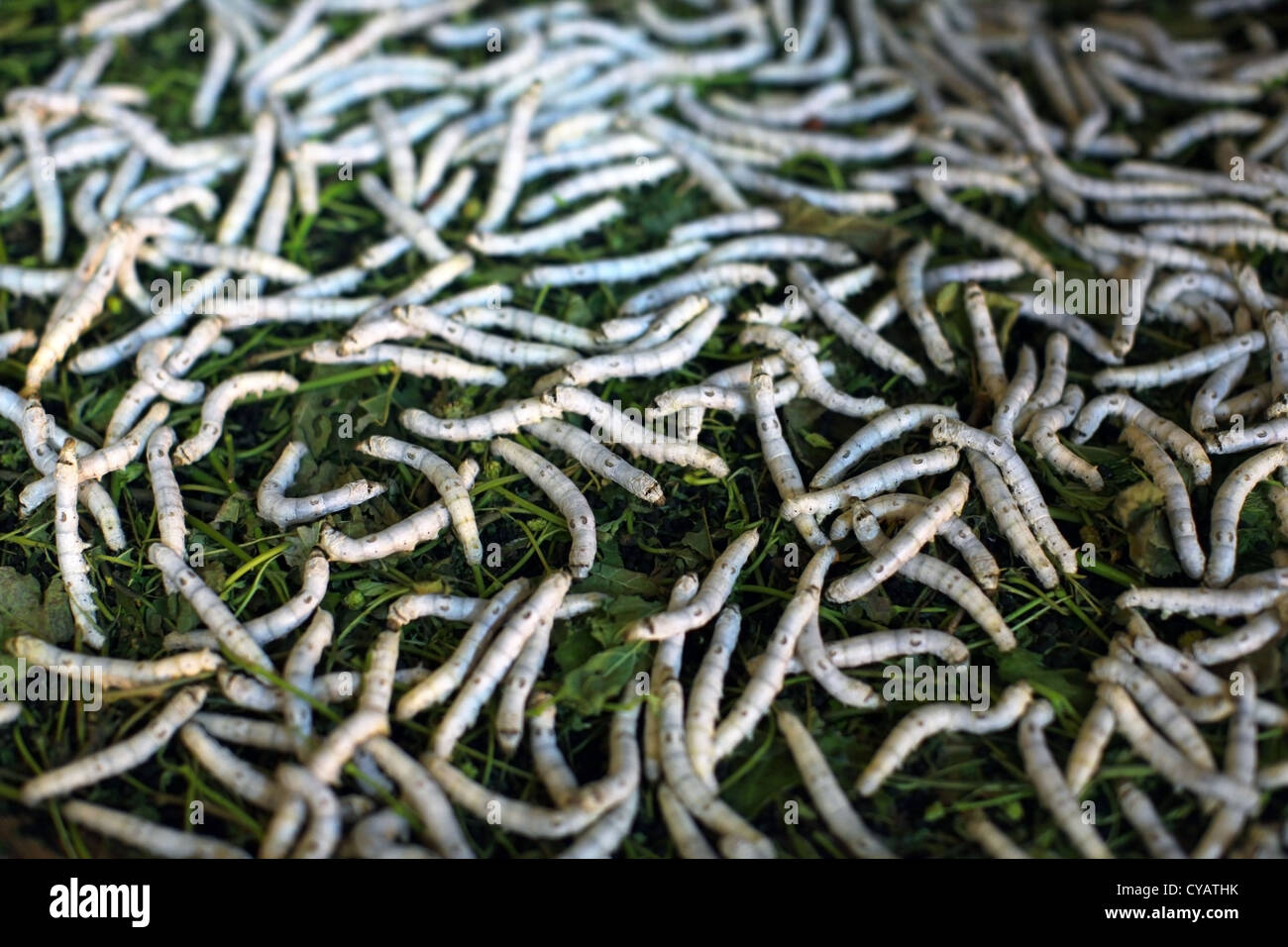 Silk worms -Fotos und -Bildmaterial in hoher Auflösung – Alamy