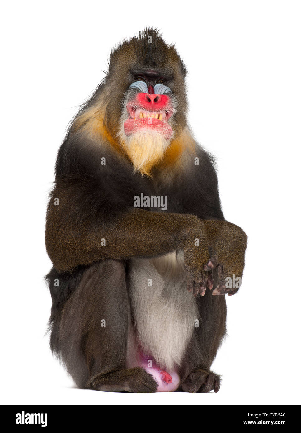 Mandrillus sphinx teeth -Fotos und -Bildmaterial in hoher Auflösung – Alamy