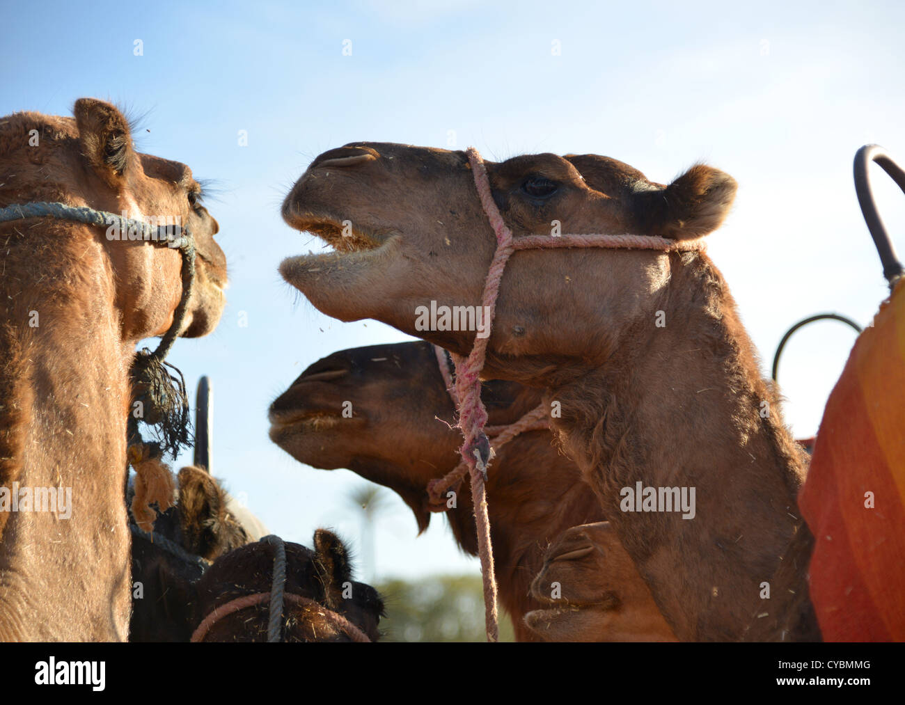 Camel hoof -Fotos und -Bildmaterial in hoher Auflösung - Seite 2 - Alamy