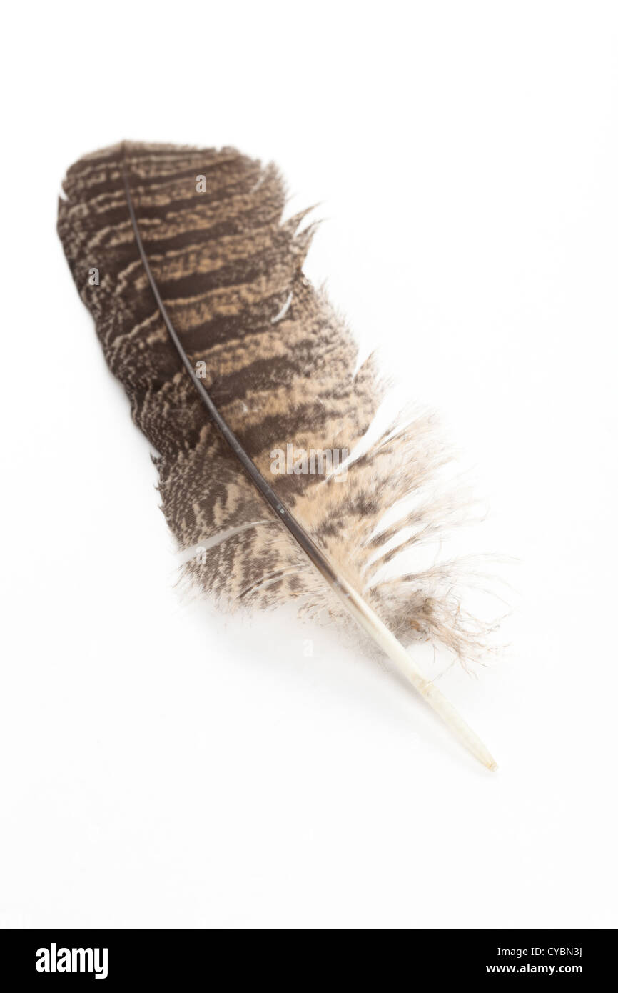 Eulenfeder Vorlage Eule Feder Schwarzweiß Stockfotos Und Bilder