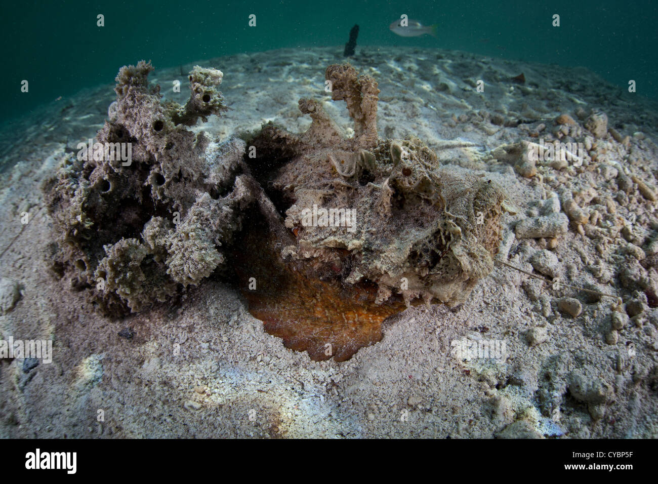 Eine schreckliche Steinfisch Synanceia Horrida, nutzt seine bizarre ...