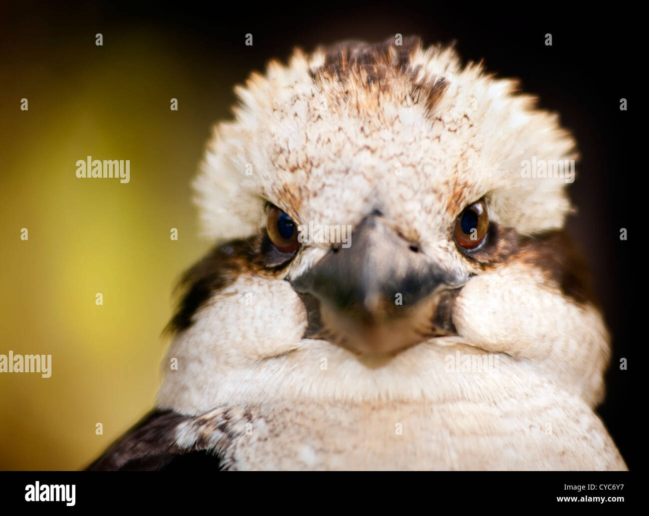 Einheimischer australischer vogel -Fotos und -Bildmaterial in hoher ...