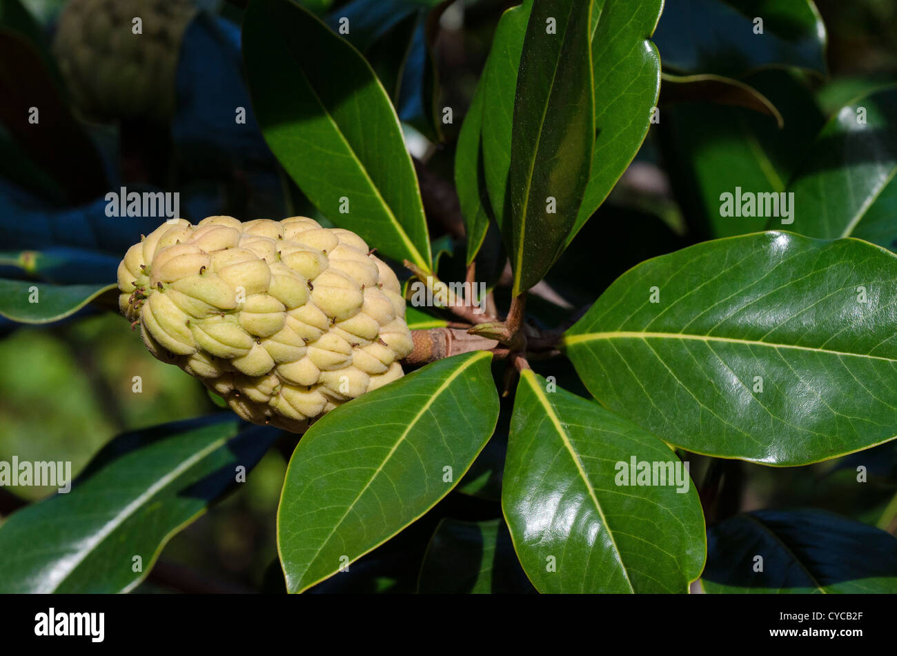 Obst Magnolia Grandiflora Magnoliaceae Stockfotografie - Alamy