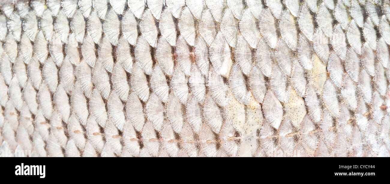Fischschuppen textur -Fotos und -Bildmaterial in hoher Auflösung – Alamy