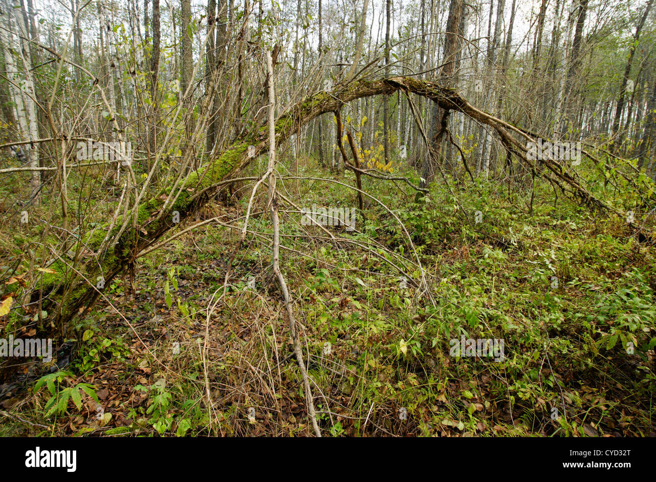 Fenn vegetation -Fotos und -Bildmaterial in hoher Auflösung – Alamy