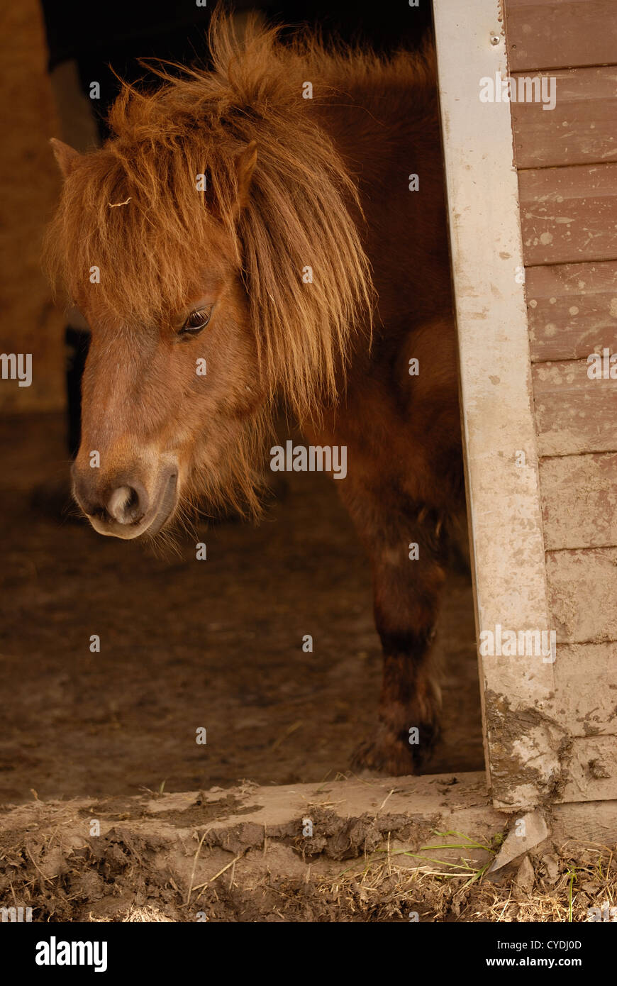 Miniatur shetlandpony -Fotos und -Bildmaterial in hoher Auflösung – Alamy