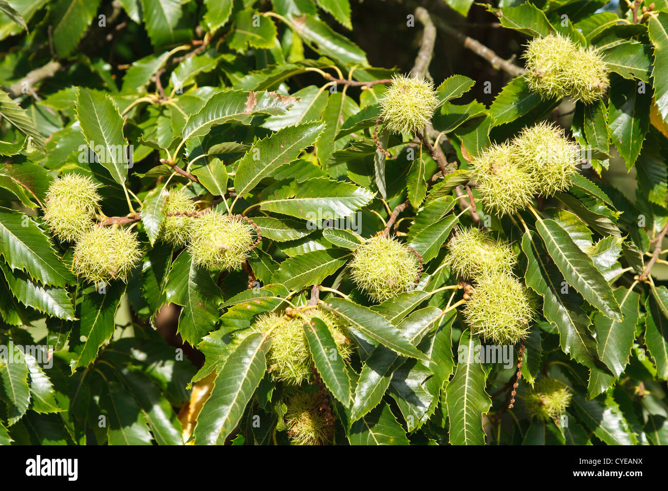 Europäische Kastanien Stockfotos und -bilder Kaufen - Alamy
