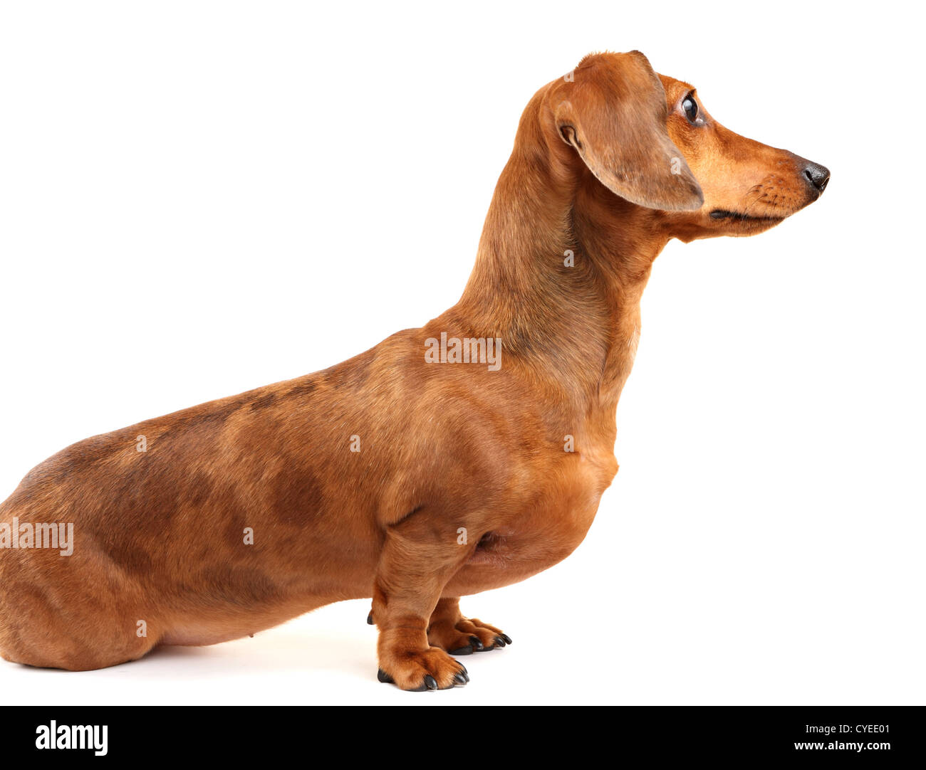 Dackel sitzend -Fotos und -Bildmaterial in hoher Auflösung – Alamy