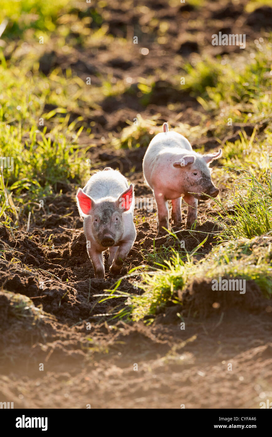 Zwei ferkel -Fotos und -Bildmaterial in hoher Auflösung – Alamy