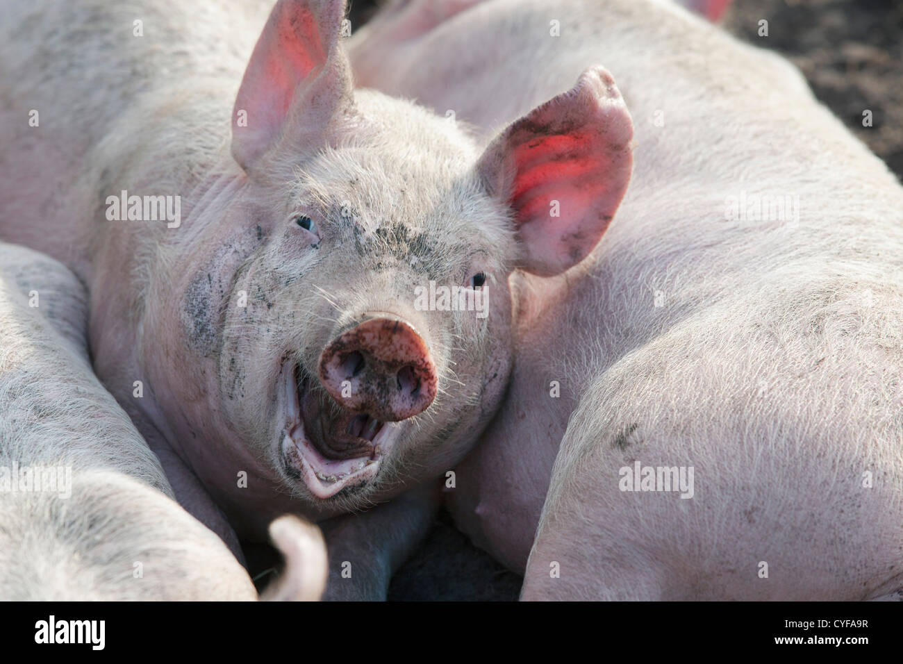 Ferkel schlafen schweine schwein -Fotos und -Bildmaterial in hoher ...
