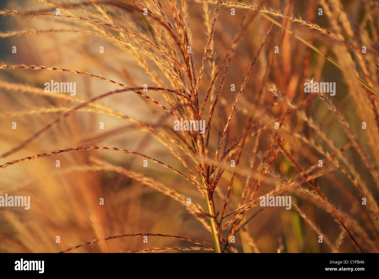 Gras wind Stockfotos und -bilder Kaufen - Alamy