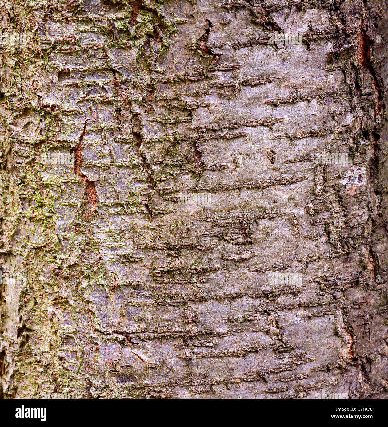 Zwetschgen Baum Rinde Stockfotos und -bilder Kaufen - Alamy