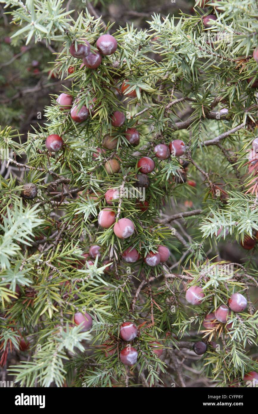 Wacholderbaum mit beeren wacholder communis -Fotos und -Bildmaterial in ...