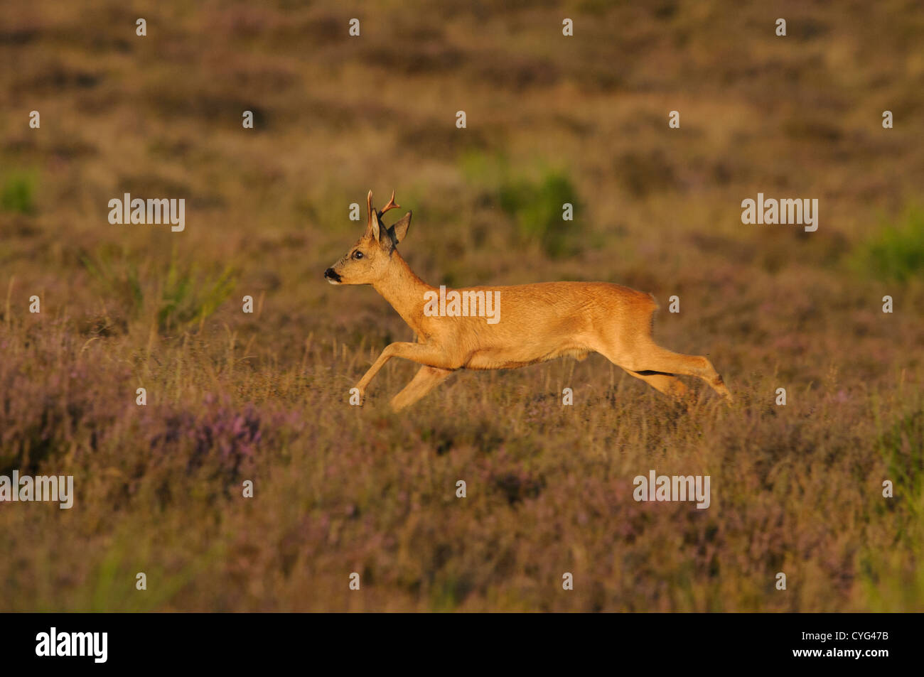 Durch Ein Feld Stockfotos und -bilder Kaufen - Alamy