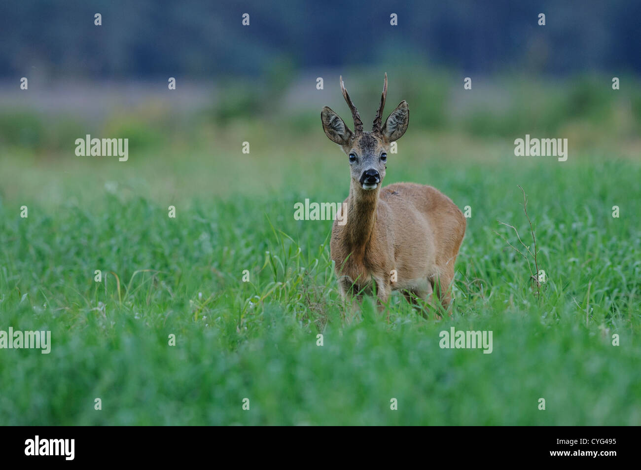 Male Roe Deer Antlers Stockfotos und -bilder Kaufen - Alamy