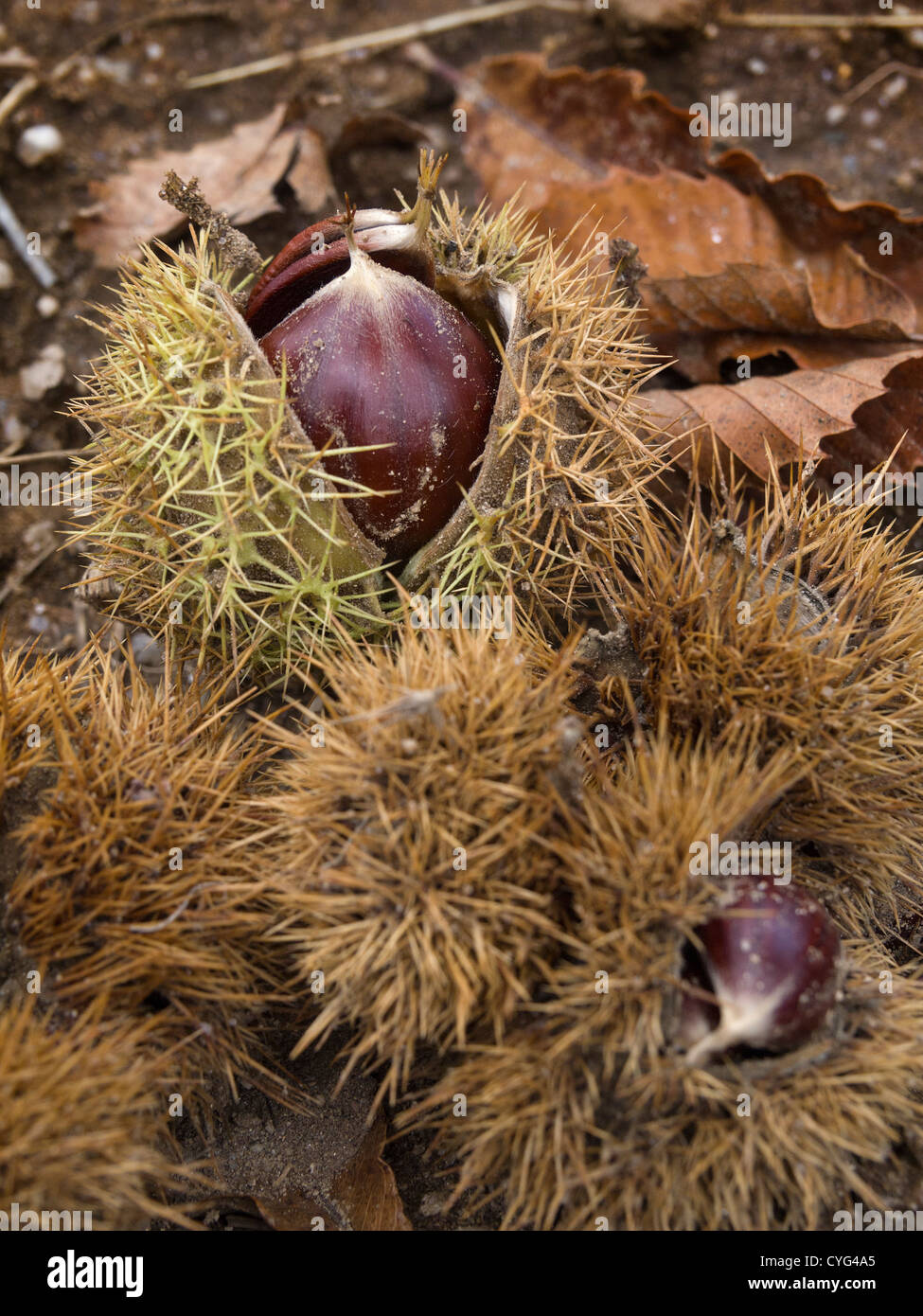 Europäische kastanien -Fotos und -Bildmaterial in hoher Auflösung – Alamy