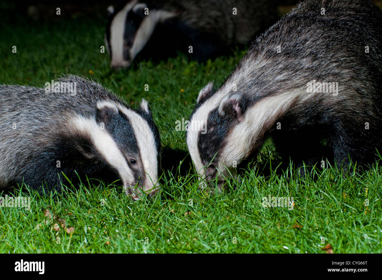 Dachs junges nicht hund -Fotos und -Bildmaterial in hoher Auflösung – Alamy