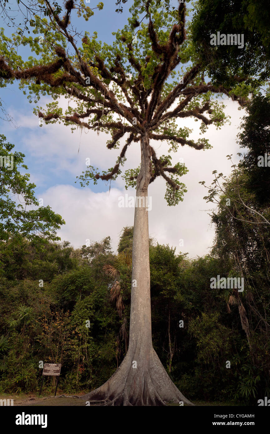 Ceiba (Ceiba Pentandra) ist von Guatemala Nationalbaum. Es ist auch ...