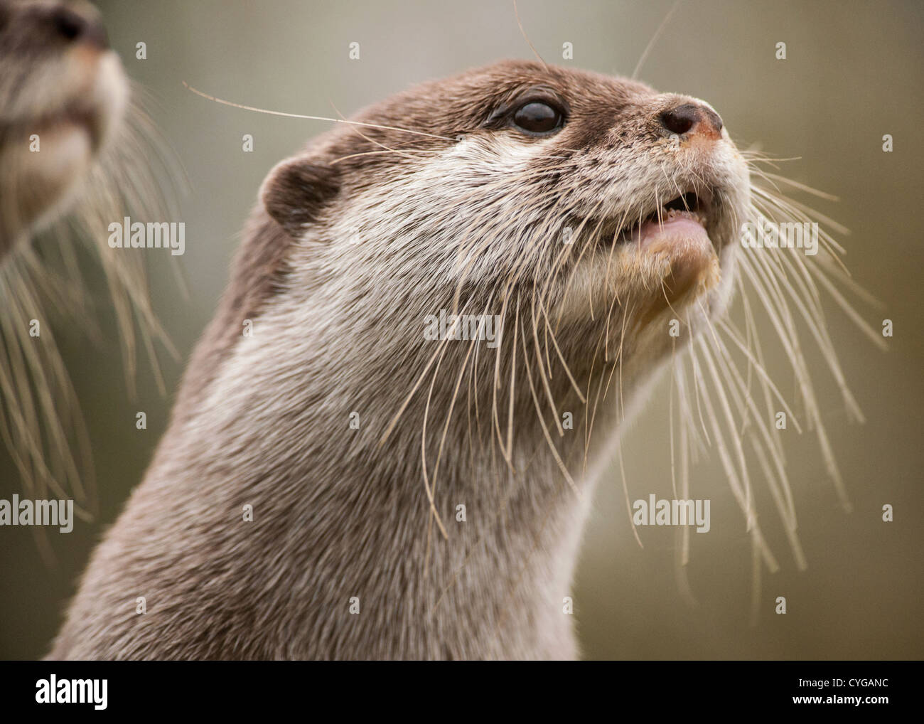 Otter face close up -Fotos und -Bildmaterial in hoher Auflösung – Alamy