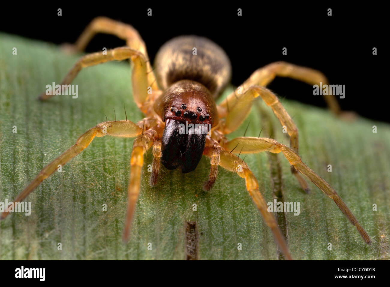 Spinnen chelicerae -Fotos und -Bildmaterial in hoher Auflösung – Alamy
