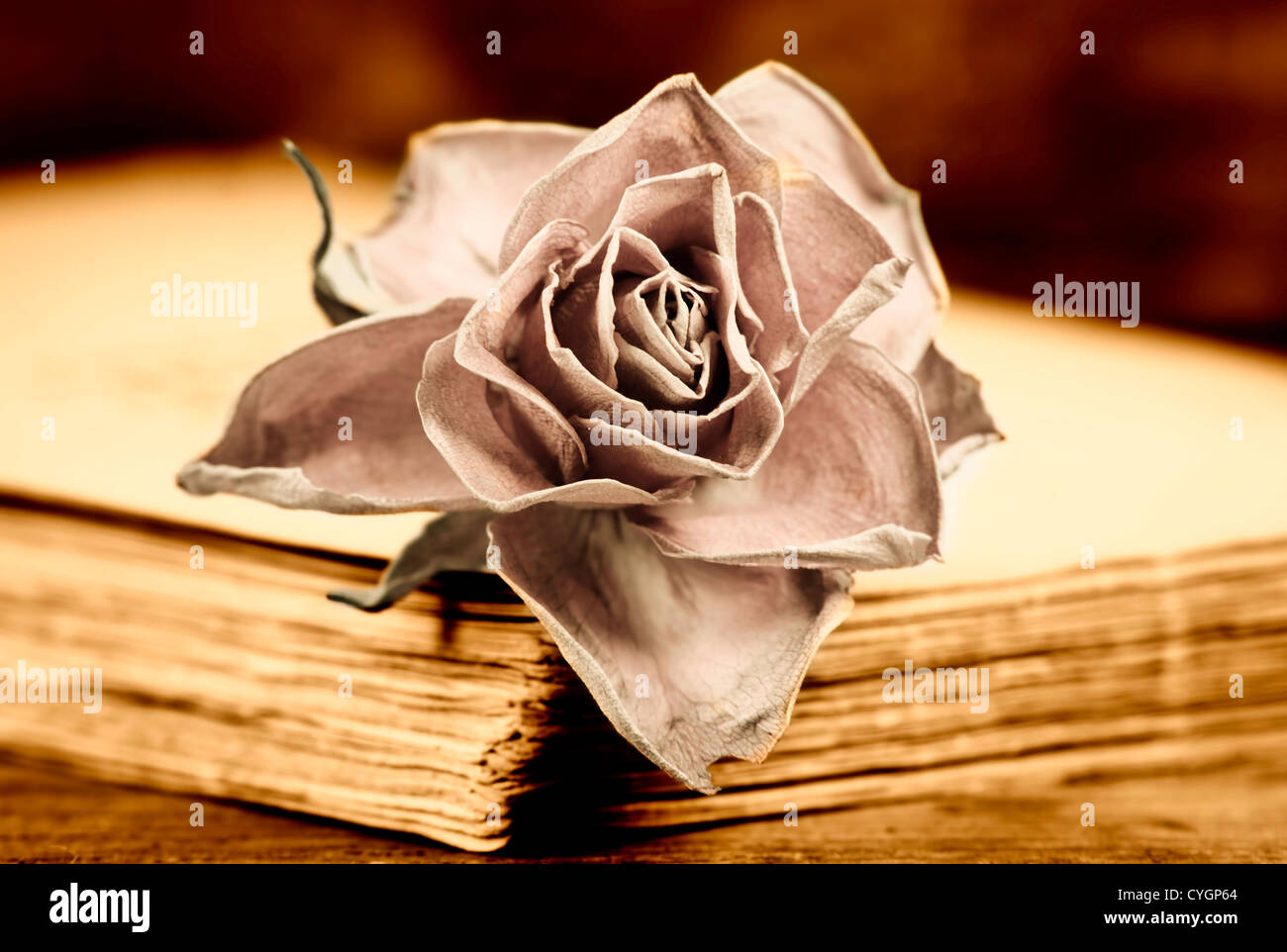 Book rose -Fotos und -Bildmaterial in hoher Auflösung - Seite 2 - Alamy