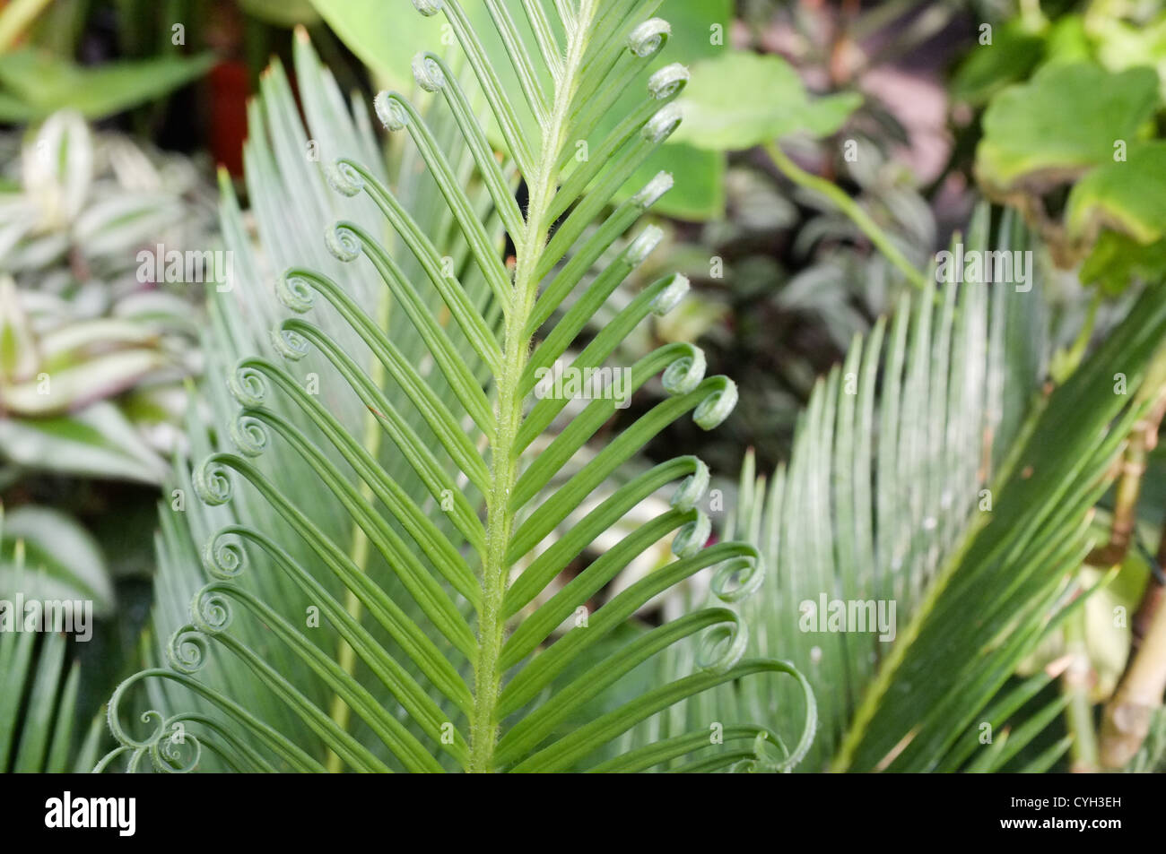 CYCAS Revoluta (Sago Cycad japanische Sagopalme) die "" mit neuem ...