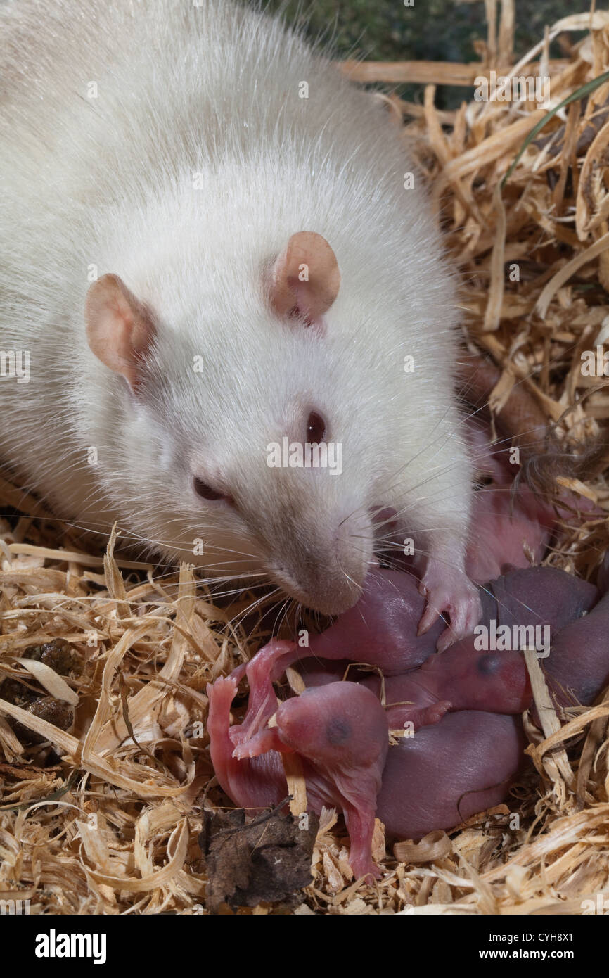 Baby ratten -Fotos und -Bildmaterial in hoher Auflösung – Alamy