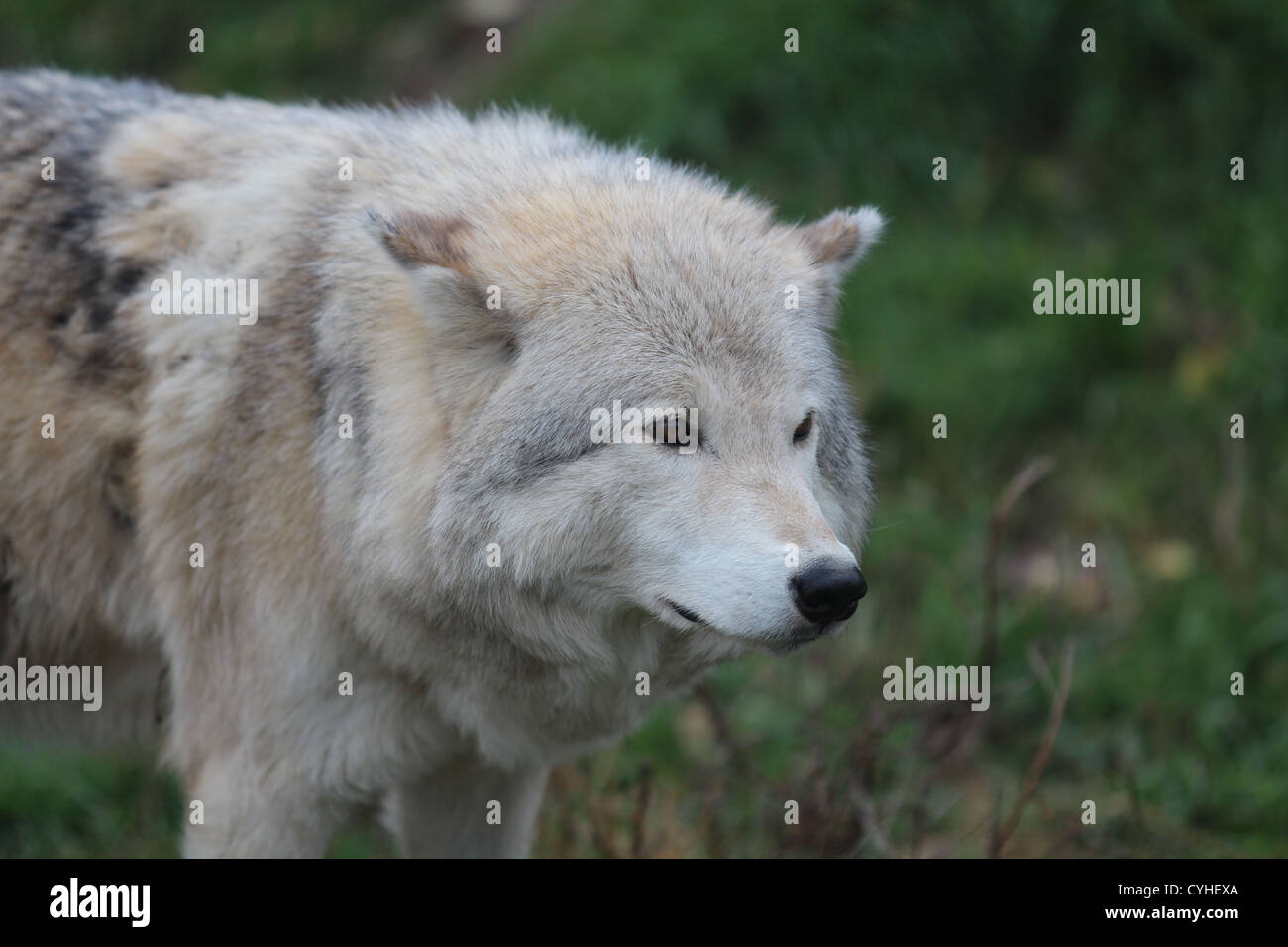 Grauer wolf in der wildnis in kanada -Fotos und -Bildmaterial in hoher ...