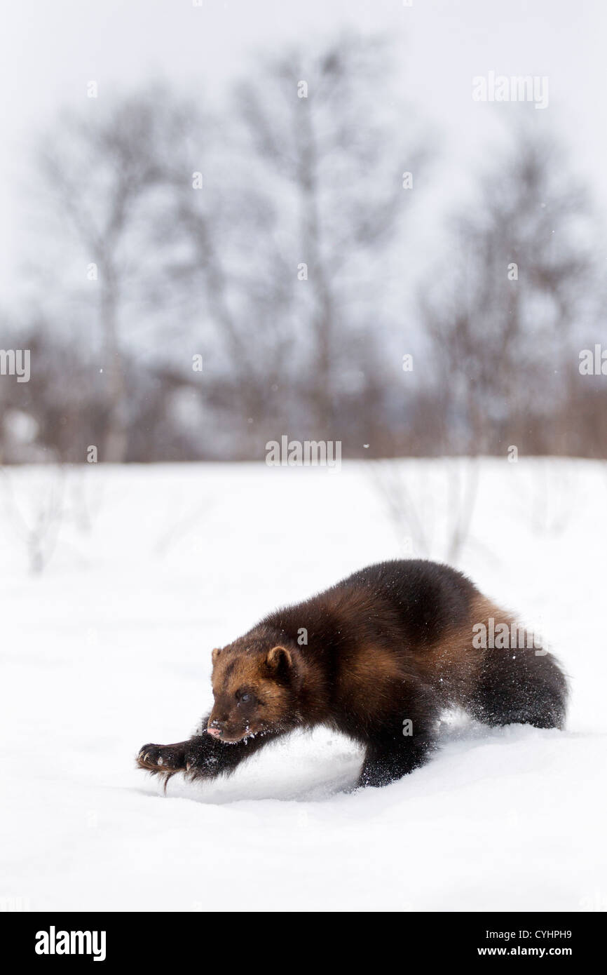 Gulo gulo snow -Fotos und -Bildmaterial in hoher Auflösung – Alamy