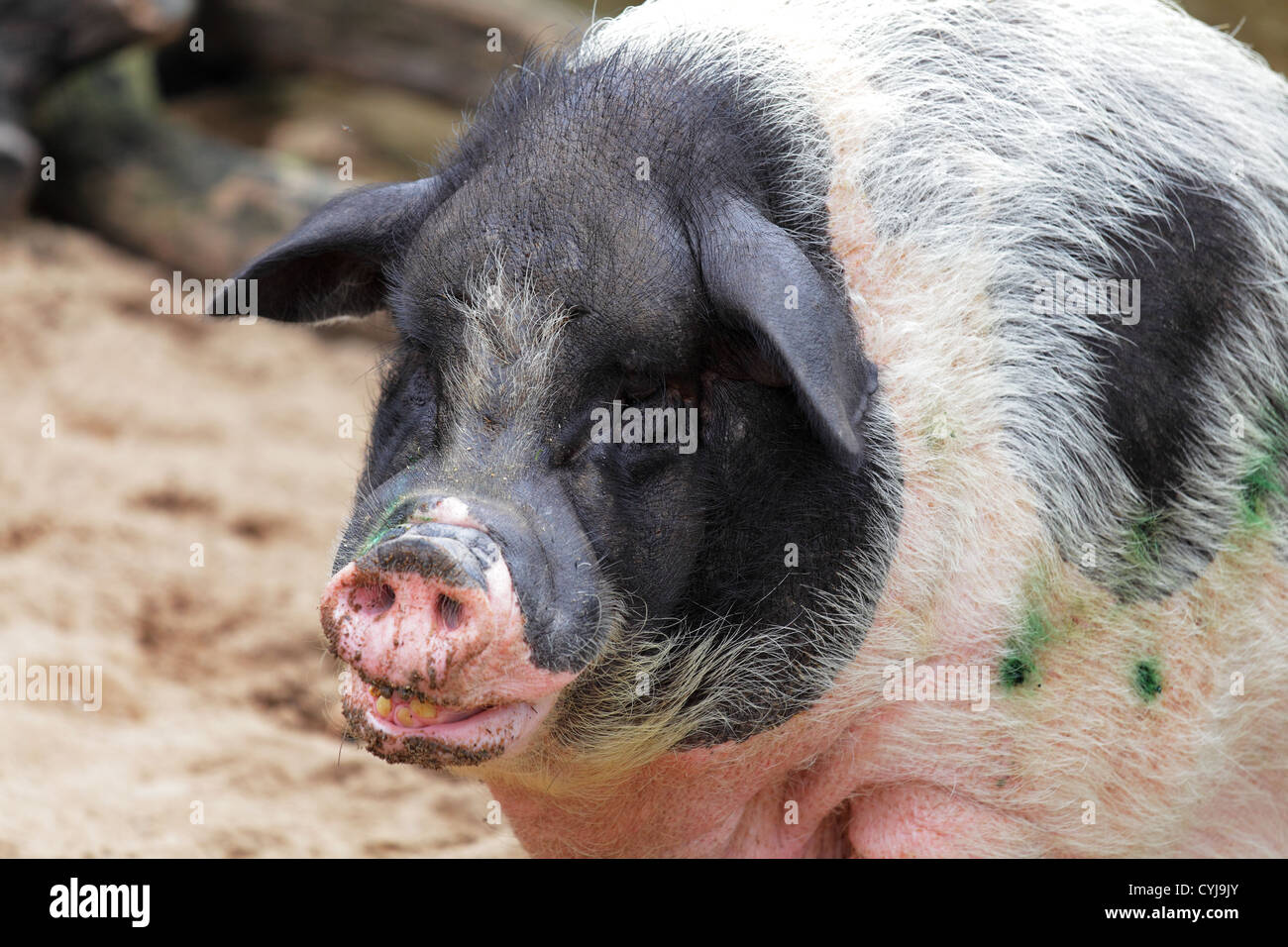 Fettes schwein -Fotos und -Bildmaterial in hoher Auflösung – Alamy