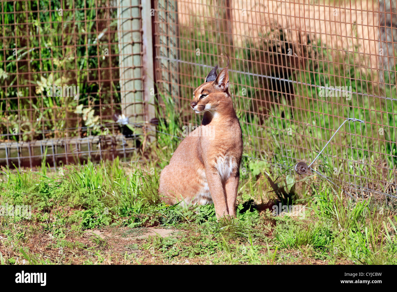 Caracal der zoo -Fotos und -Bildmaterial in hoher Auflösung – Alamy
