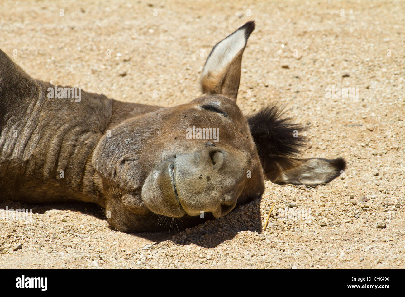 Grinsender esel -Fotos und -Bildmaterial in hoher Auflösung – Alamy