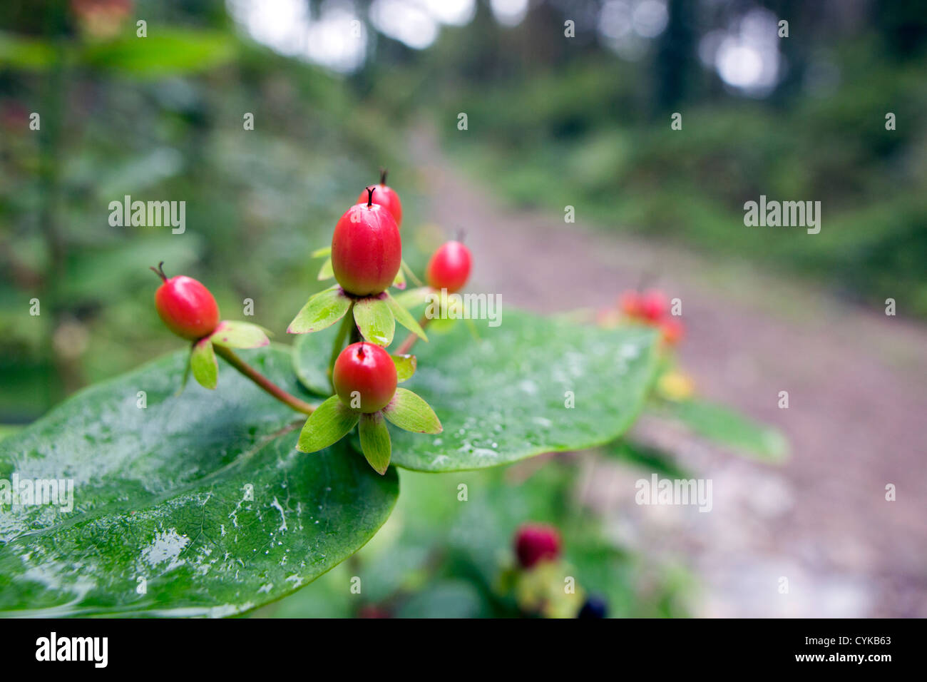 Rote hypericum beeren -Fotos und -Bildmaterial in hoher Auflösung – Alamy