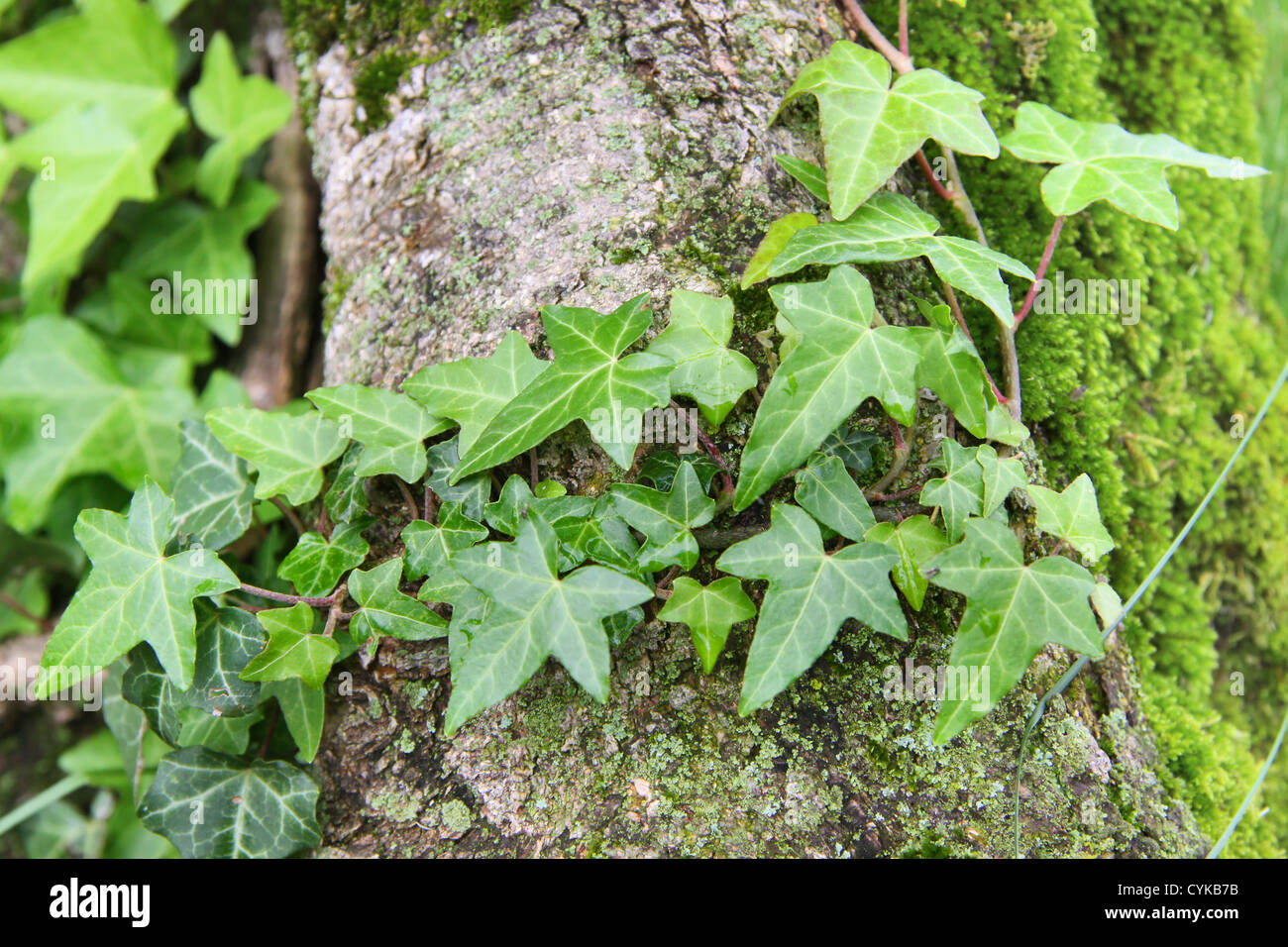 Englischer Efeu Baumstamm Stockfotos und -bilder Kaufen - Alamy