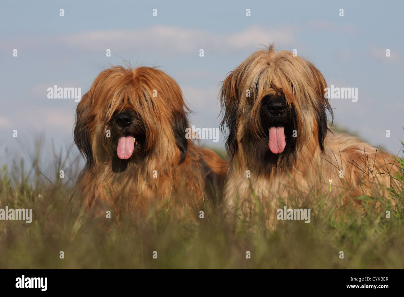 De bries -Fotos und -Bildmaterial in hoher Auflösung – Alamy