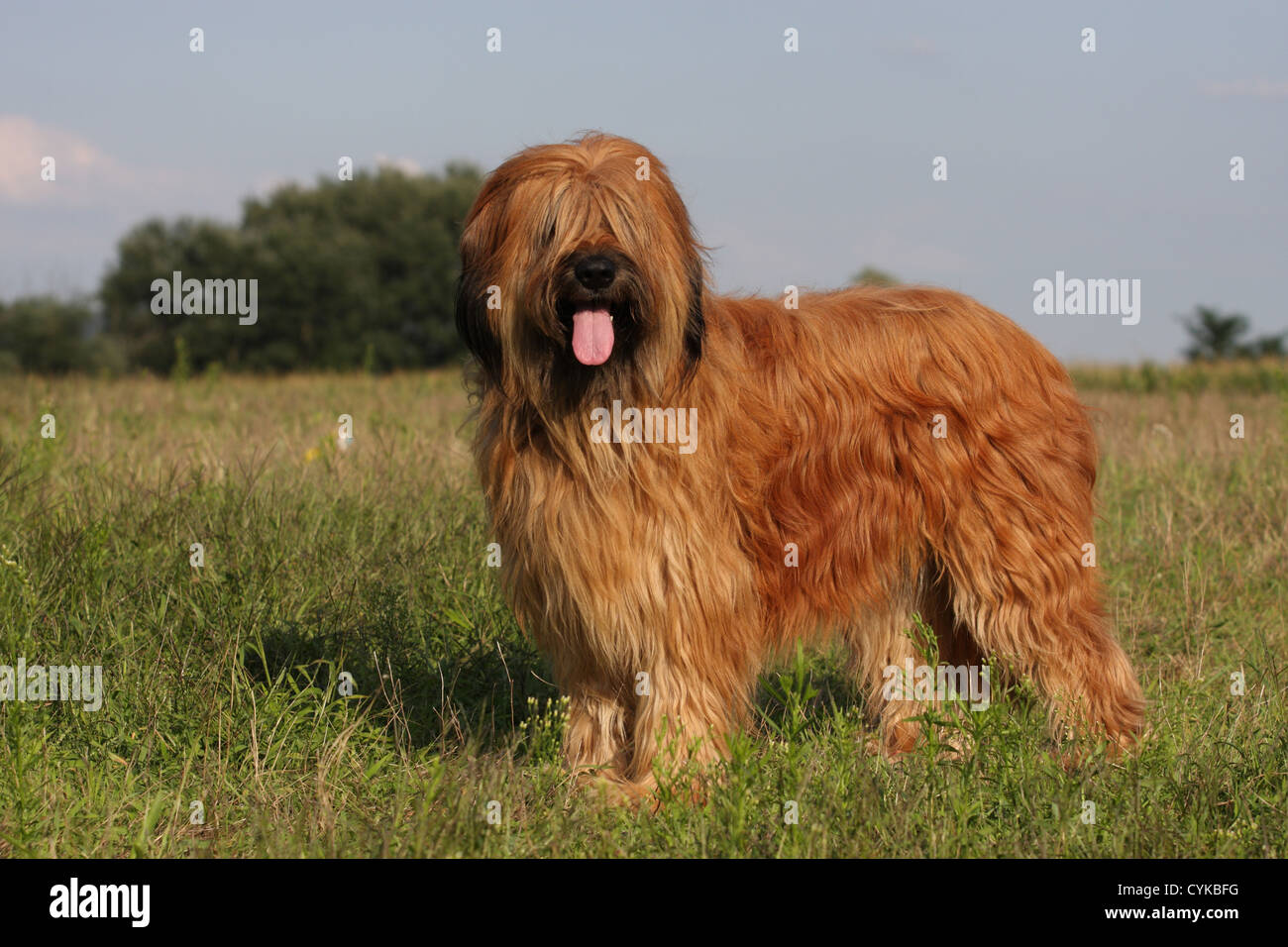 De bries -Fotos und -Bildmaterial in hoher Auflösung – Alamy