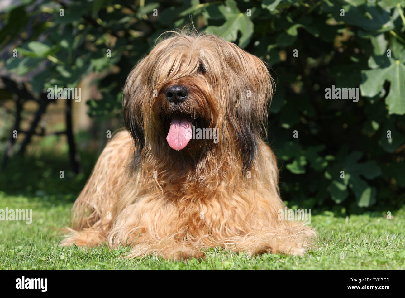 De bries -Fotos und -Bildmaterial in hoher Auflösung – Alamy