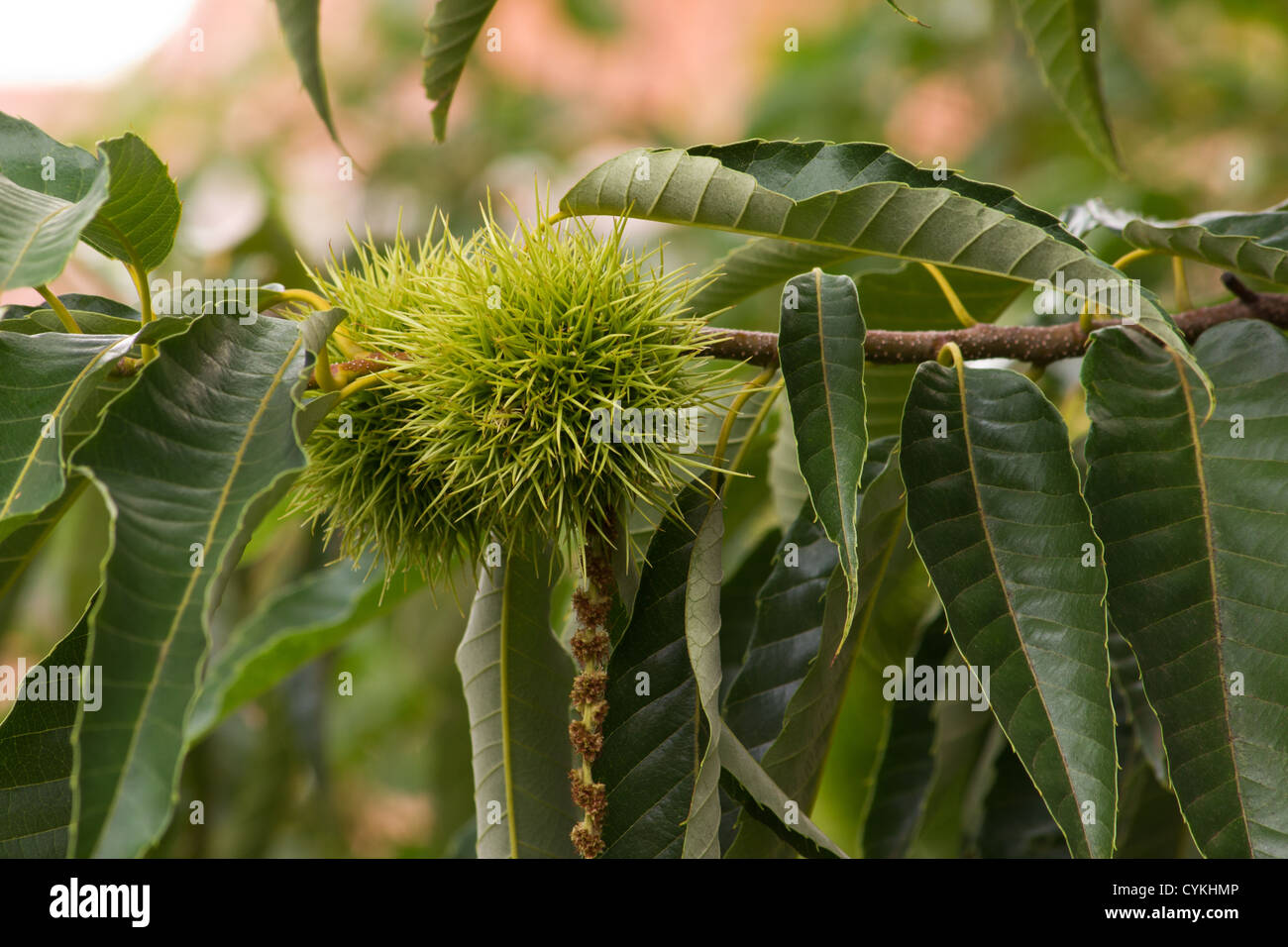 Castanea Sativa (Edelkastanie) Baum mit Früchten Stockfotografie - Alamy