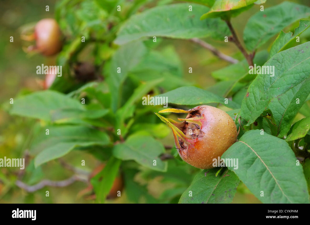 Mispel frucht -Fotos und -Bildmaterial in hoher Auflösung – Alamy