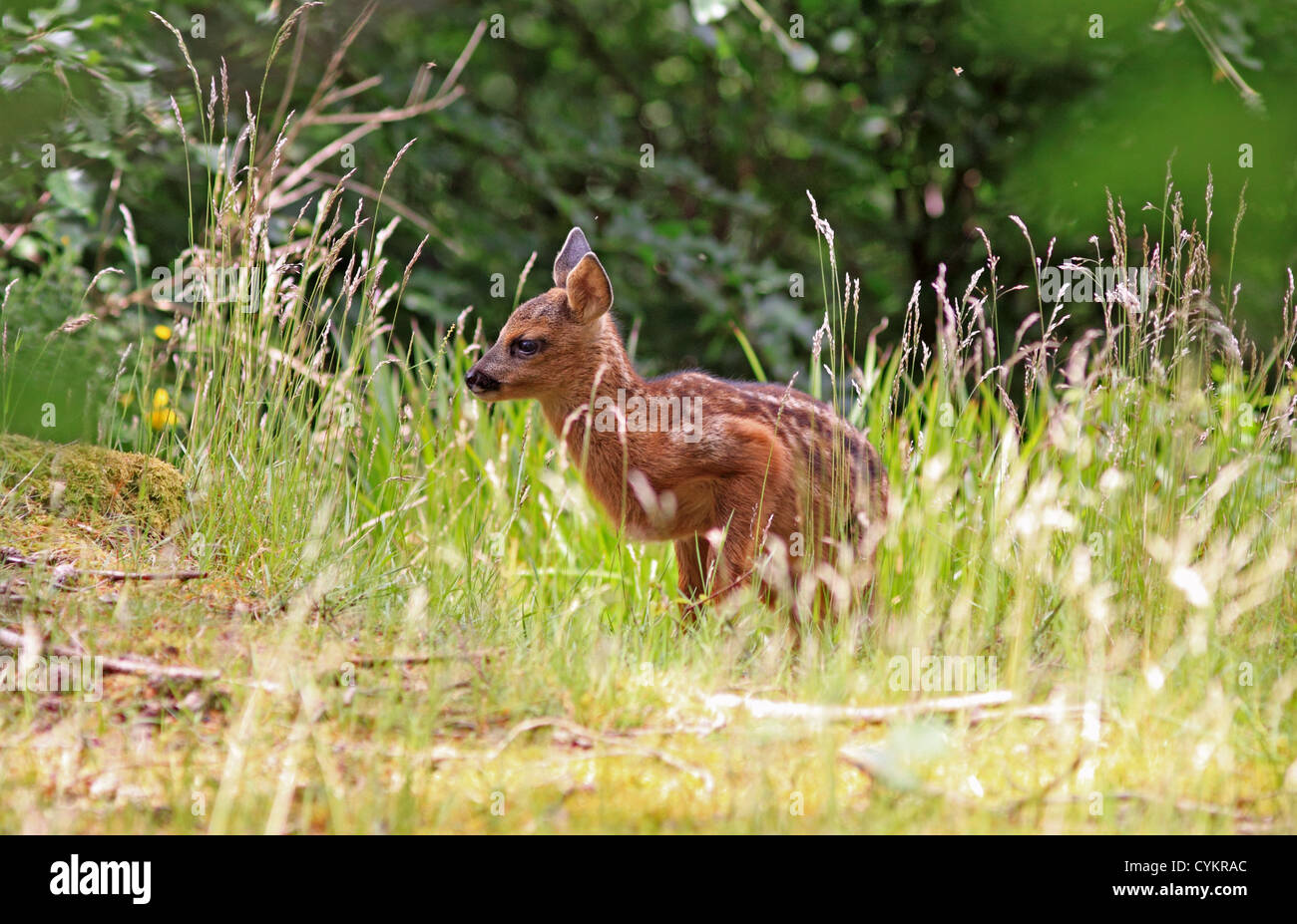 Roe deer fawn -Fotos und -Bildmaterial in hoher Auflösung – Alamy