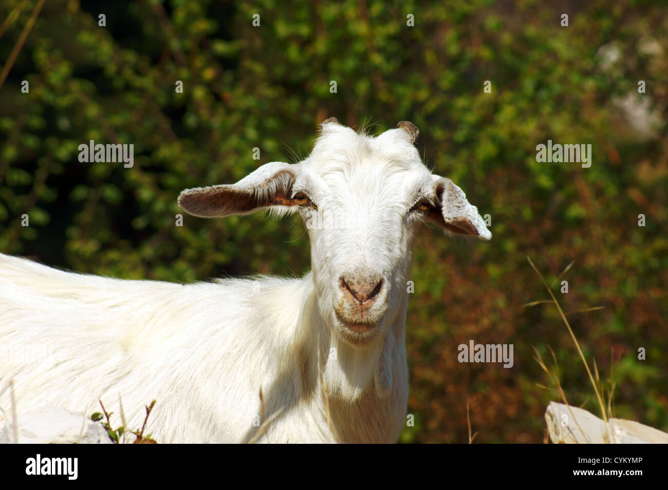 Ziege in bergen -Fotos und -Bildmaterial in hoher Auflösung – Alamy
