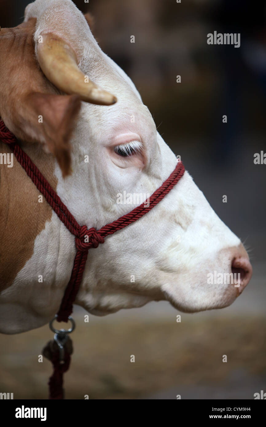 Brown cow stable -Fotos und -Bildmaterial in hoher Auflösung – Alamy