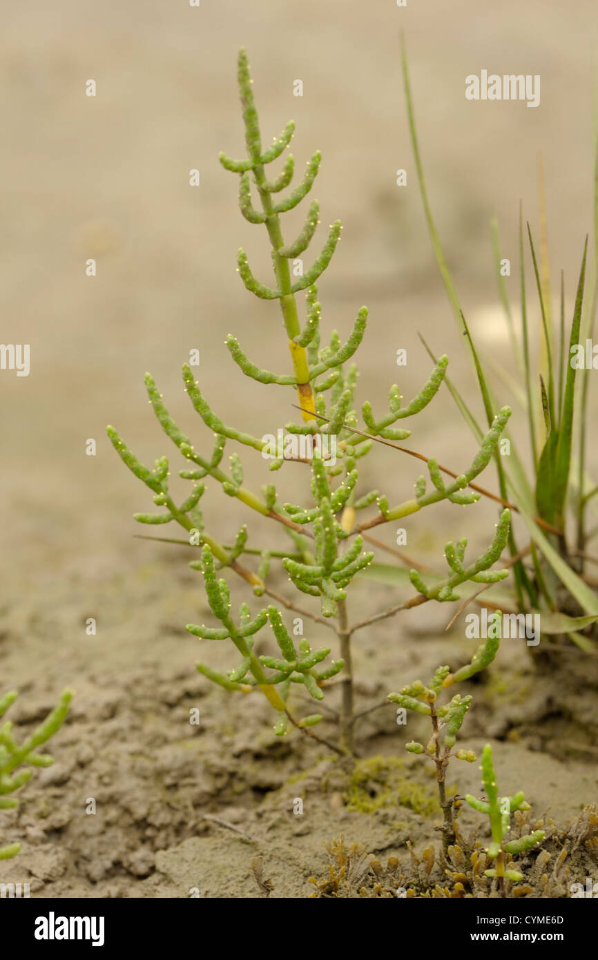 Gemeinsamen Queller Salicornia Europaea oder Queller Stockfotografie ...