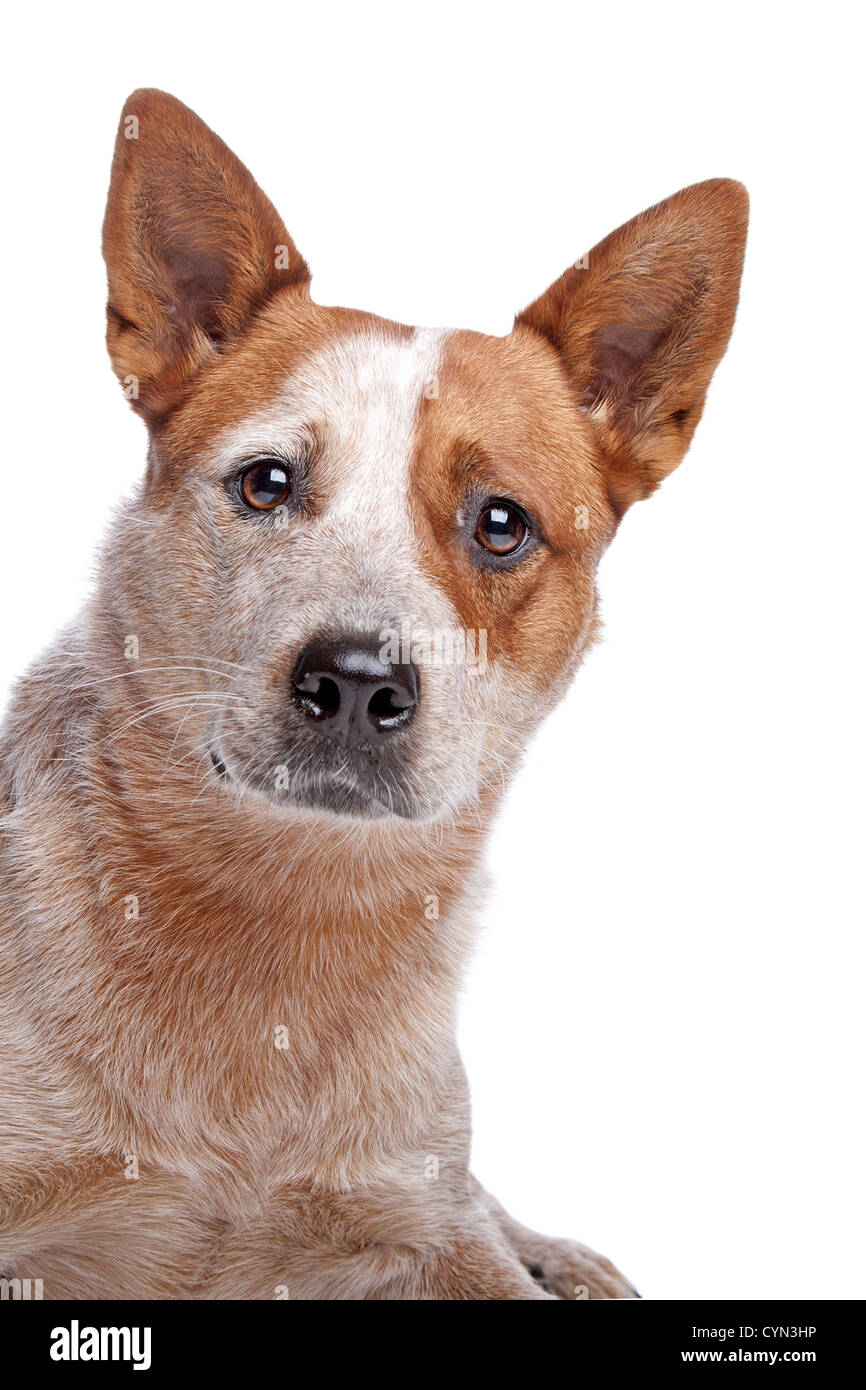 Portrait Australian Cattle Dog Stockfotos und -bilder Kaufen - Alamy