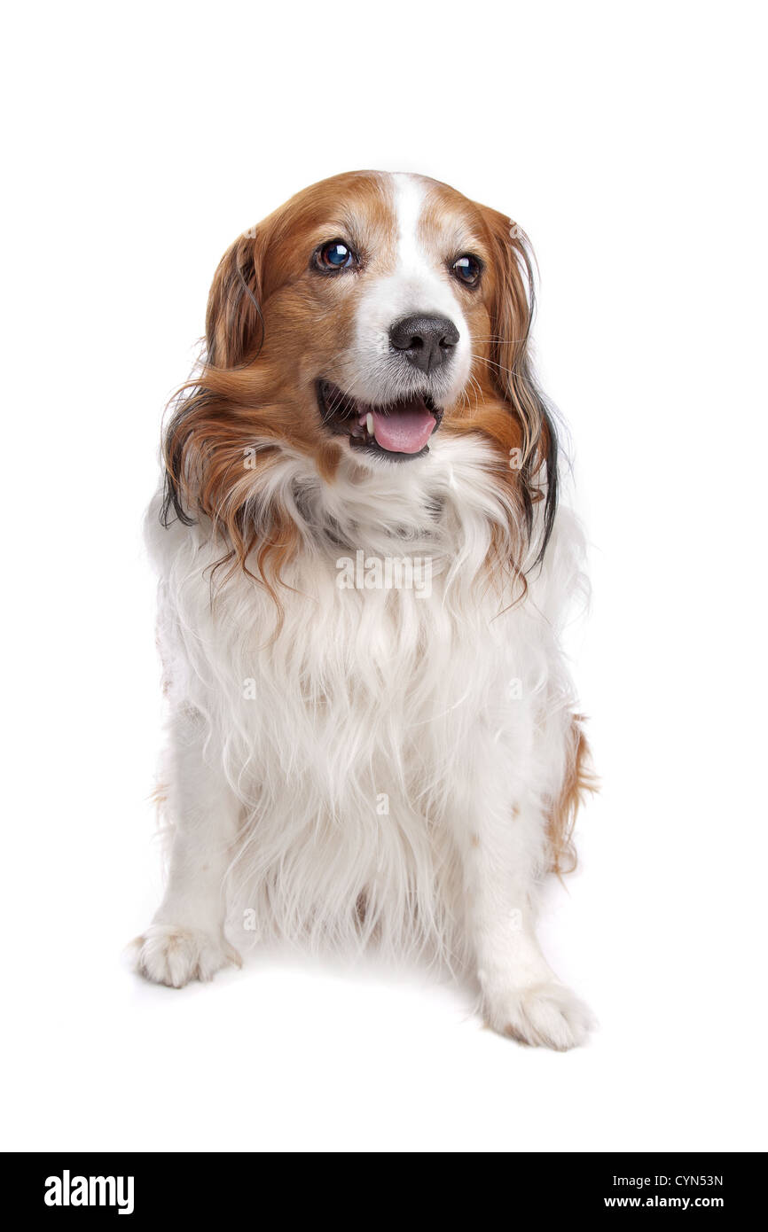 Kooiker hund -Fotos und -Bildmaterial in hoher Auflösung – Alamy