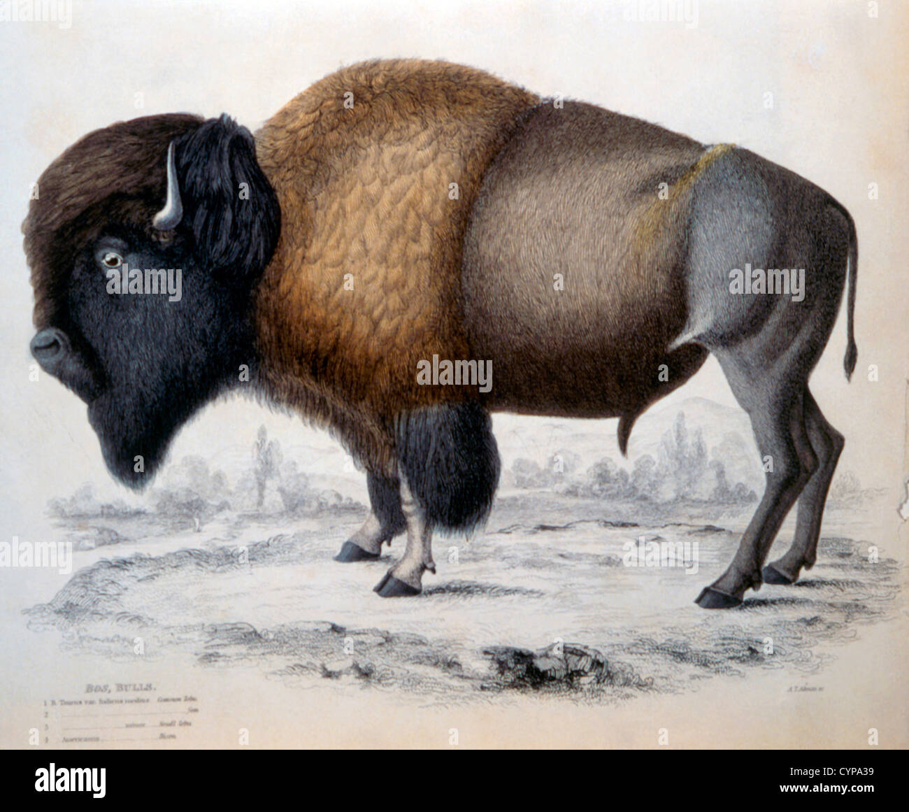 American bison bison bison illustration -Fotos und -Bildmaterial in ...